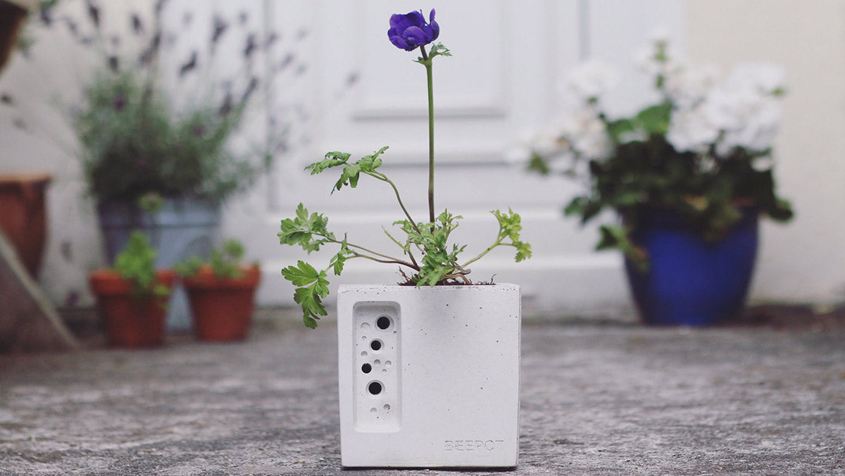 Bee friendly planting ideas for your Beepot solitary bee house – Green&Blue