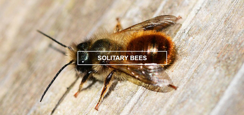 About solitary bees – Green&Blue
