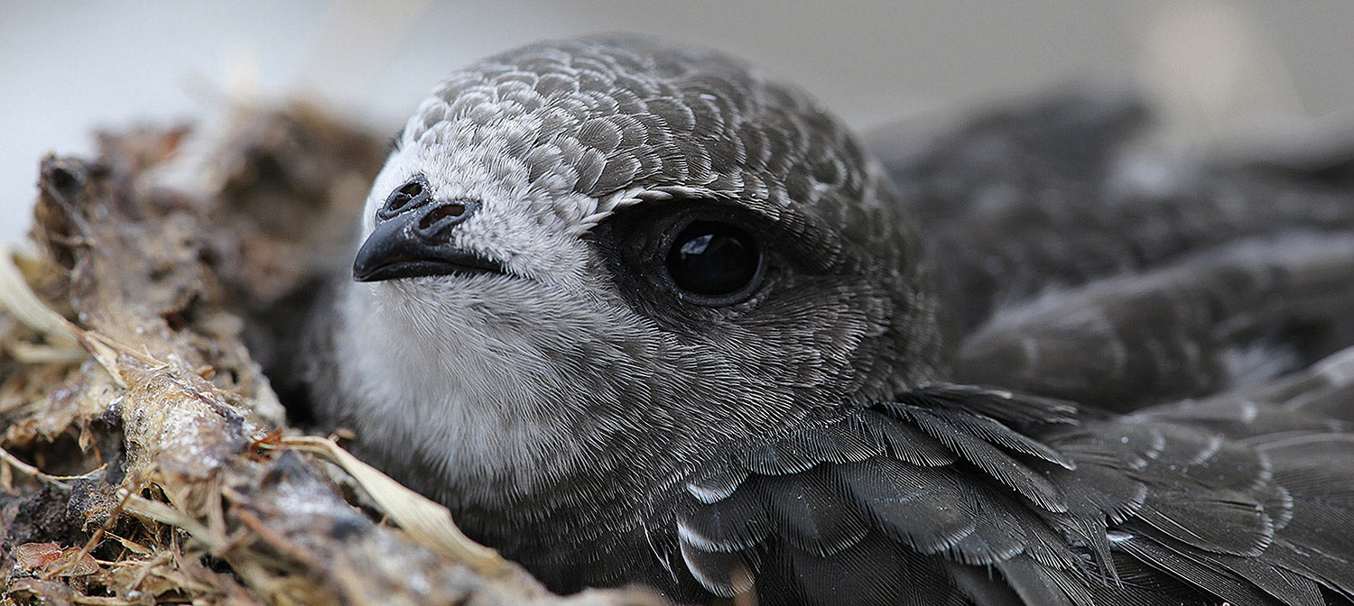 Swift Awareness Week 2019 – Green&Blue