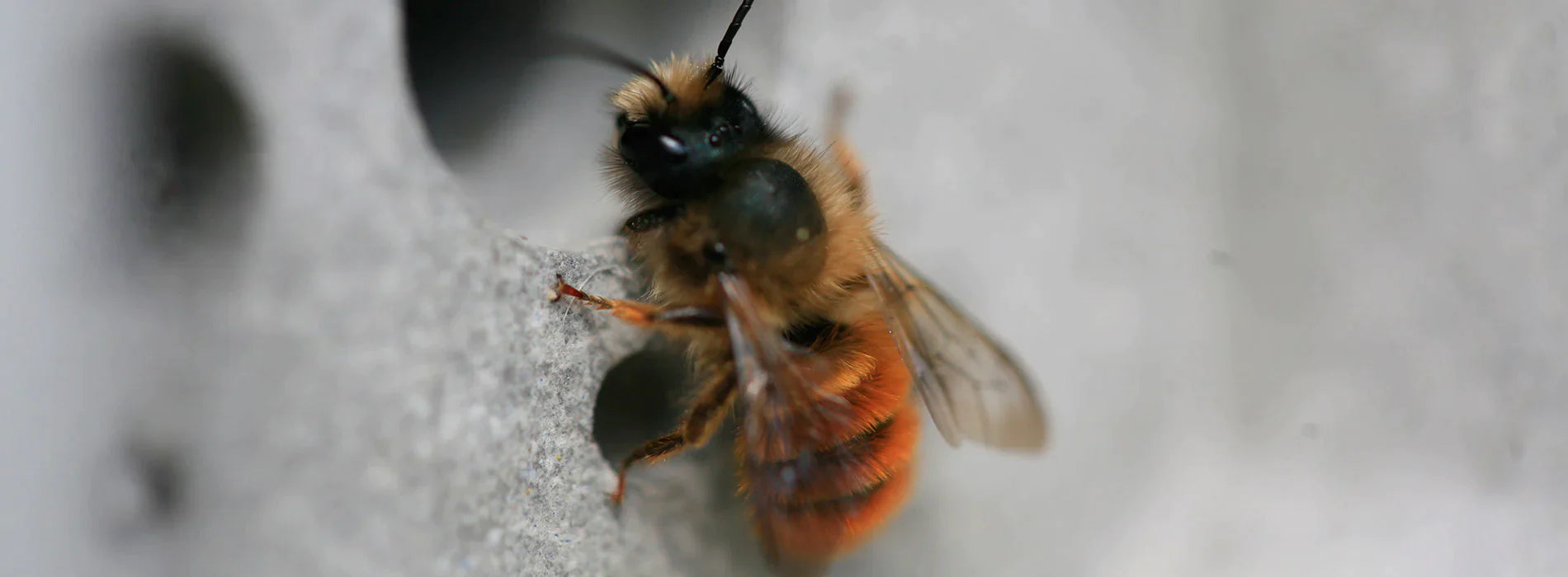 Bees – Green&Blue