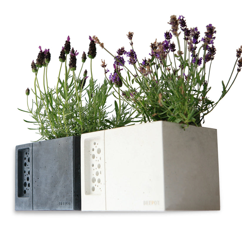 Beepot Large Concrete Planter and Bee House – Green&Blue